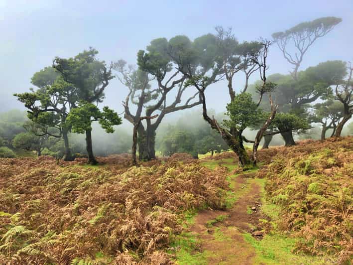 Madeira: Private Guided Vereda do Fanal Walk PR13 | GetYourGuide