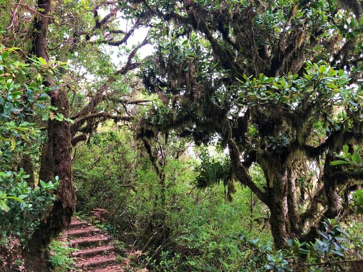 Madeira: Private Guided Vereda do Fanal Walk PR13 | GetYourGuide