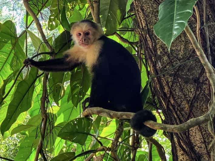San Jose Costa Rica: tour del Parco Nazionale Manuel Antonio | GetYourGuide