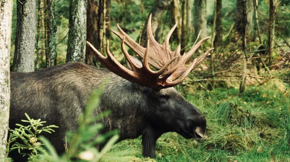 Sassnitz: Return Ferry Day Trip to Sweden | GetYourGuide