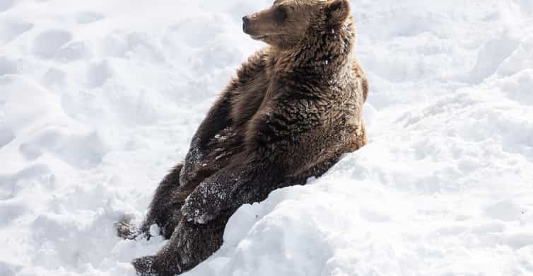 From Rovaniemi: Ranua Wildlife Park Experience | GetYourGuide