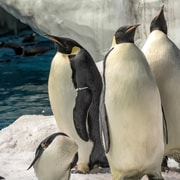 San Diego: SeaWorld Skip-the-Line Park Admission Ticket | GetYourGuide