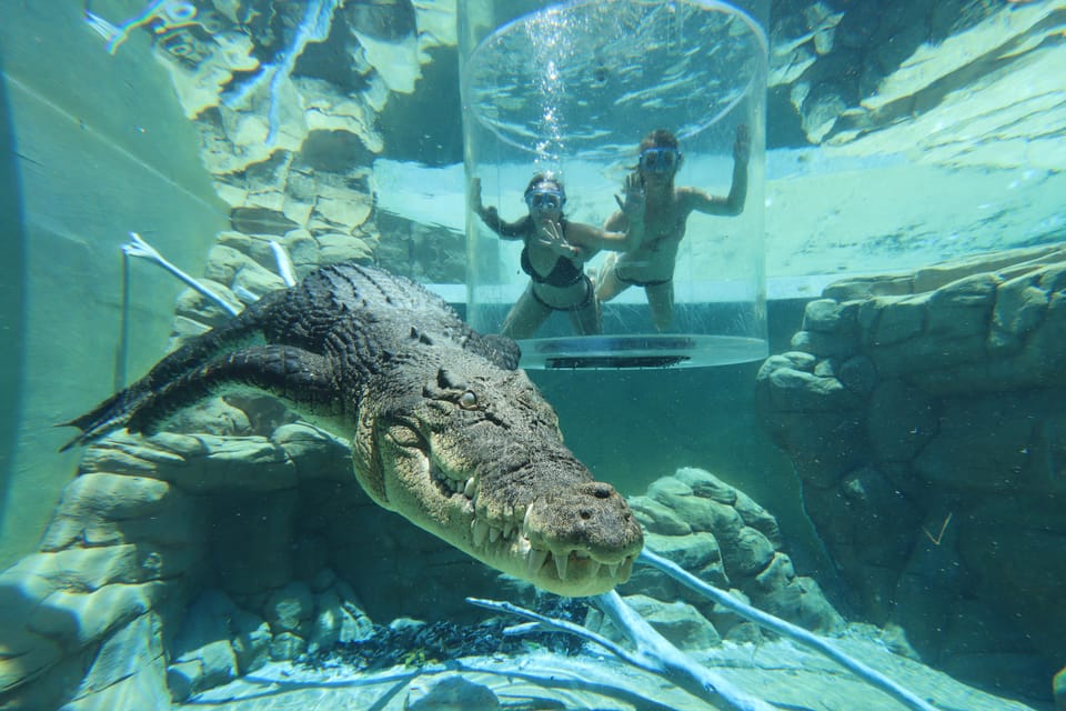 "Cage Of Death" Crocodile Swim and Entry to Crocosaurus Cove | GetYourGuide
