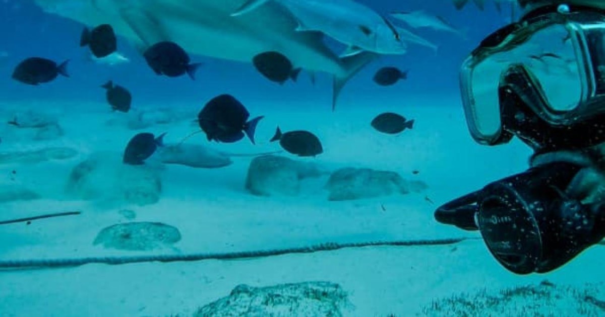 Playa del Carmen: karmienie rekinów byków | GetYourGuide