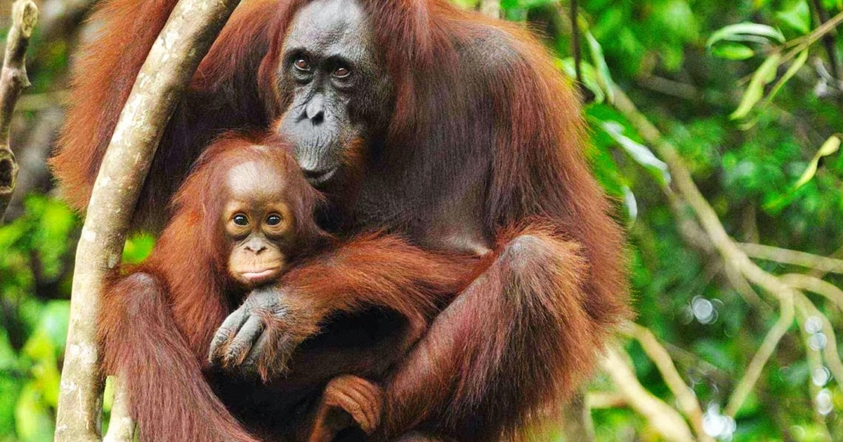 From Medan: Mount Leuser National Park Full-Day Trip | GetYourGuide