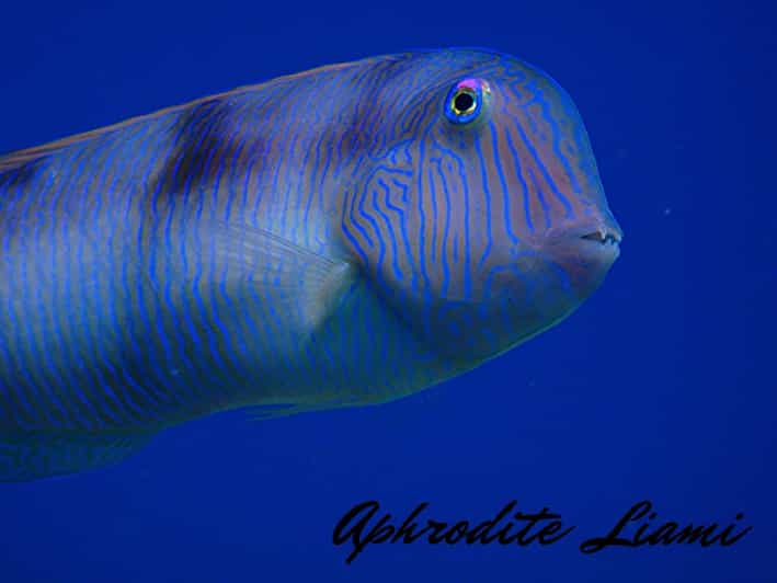 Kos: Scuba Diving Now!!! | GetYourGuide
