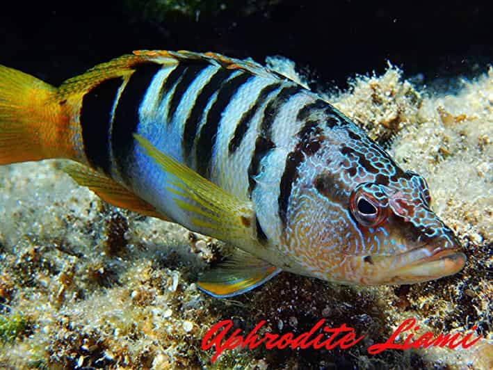 Kos: Scuba Diving Now!!! | GetYourGuide