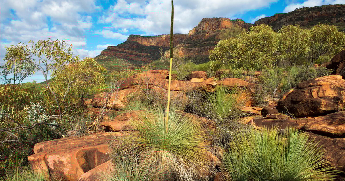 Adelaide: Eyre Peninsula and Flinders Ranges Adventure Trip | GetYourGuide