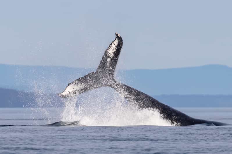 Campbell River: Bute Inlet Grizzly-Watching Tour & Boat Ride | GetYourGuide