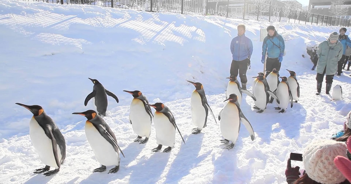 Sapporo: Excursión al Zoo de Asahiyama y a las cataratas de Shirahige ...