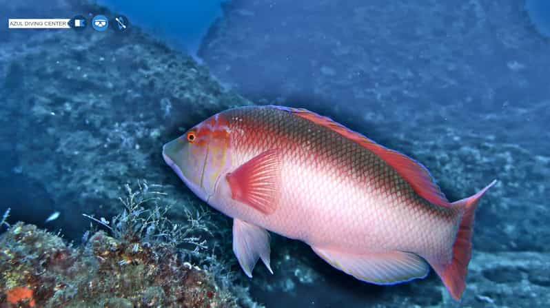 Madeira: Scuba Diving Experience | GetYourGuide
