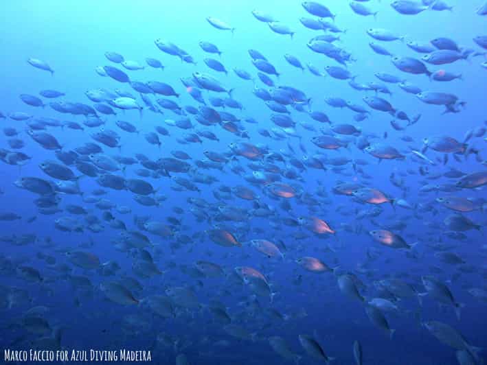 Madeira: Scuba Diving Experience | GetYourGuide