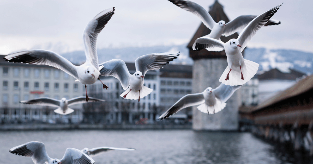 Lucerne Highlights Self-Guided Scavenger Hunt and Audio Tour | GetYourGuide