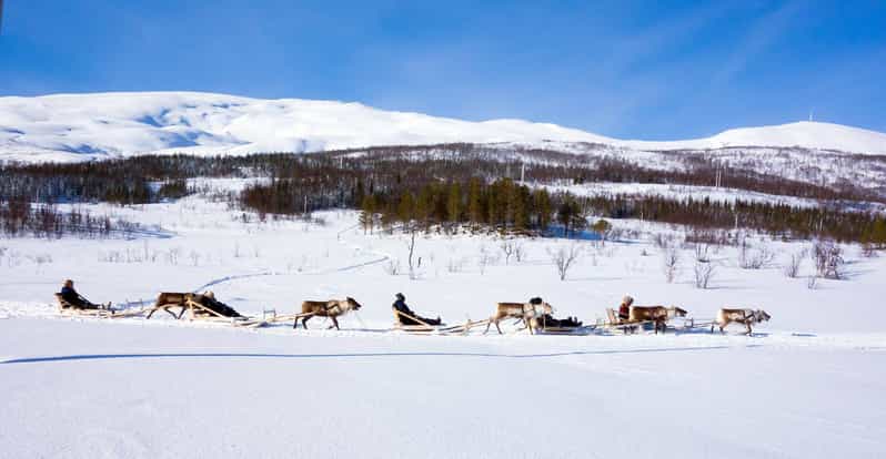 Tromsø: Sámi Reindeer Sledding and Sami Cultural Tour | GetYourGuide