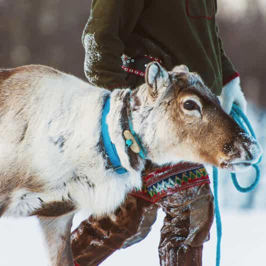 Tromsø: Sámi Reindeer Sledding and Sami Cultural Tour | GetYourGuide