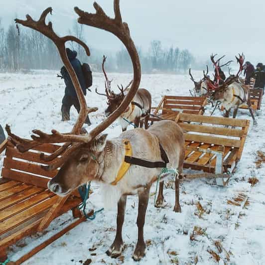 Tromsø: Sámi Reindeer Sledding and Sami Cultural Tour | GetYourGuide