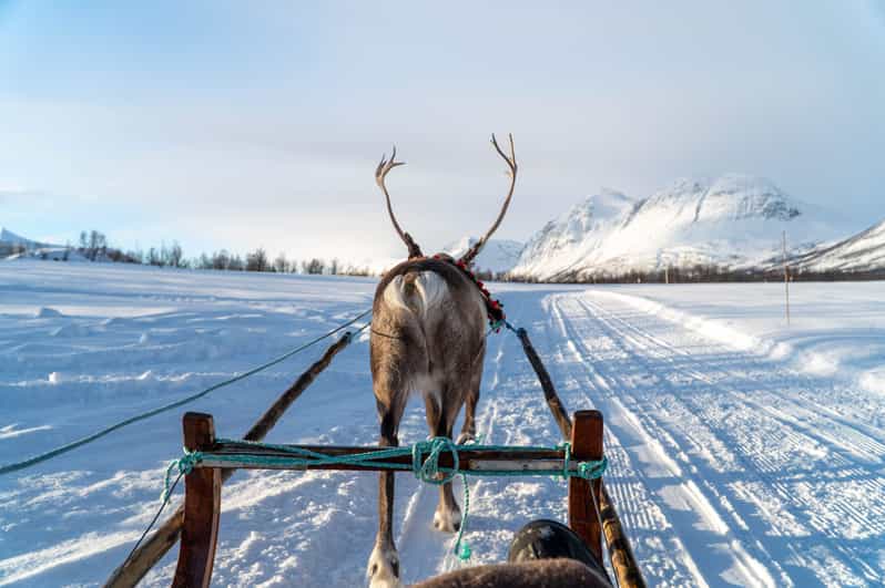 Tromsø: Sámi Reindeer Sledding and Sami Cultural Tour | GetYourGuide