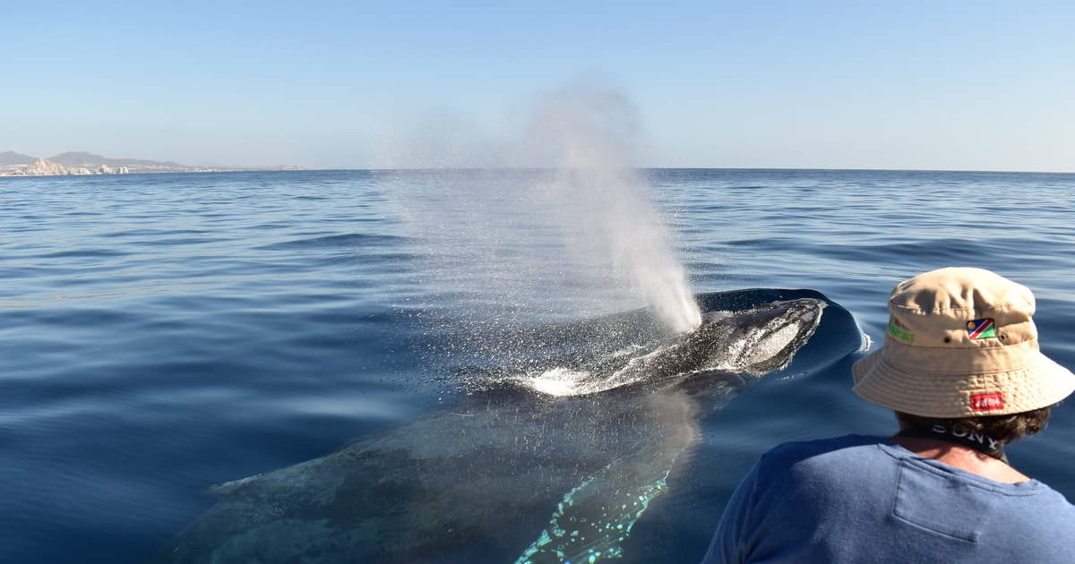 Cabo: giro in barca di 2 ore per l'osservazione delle balene con foto ...