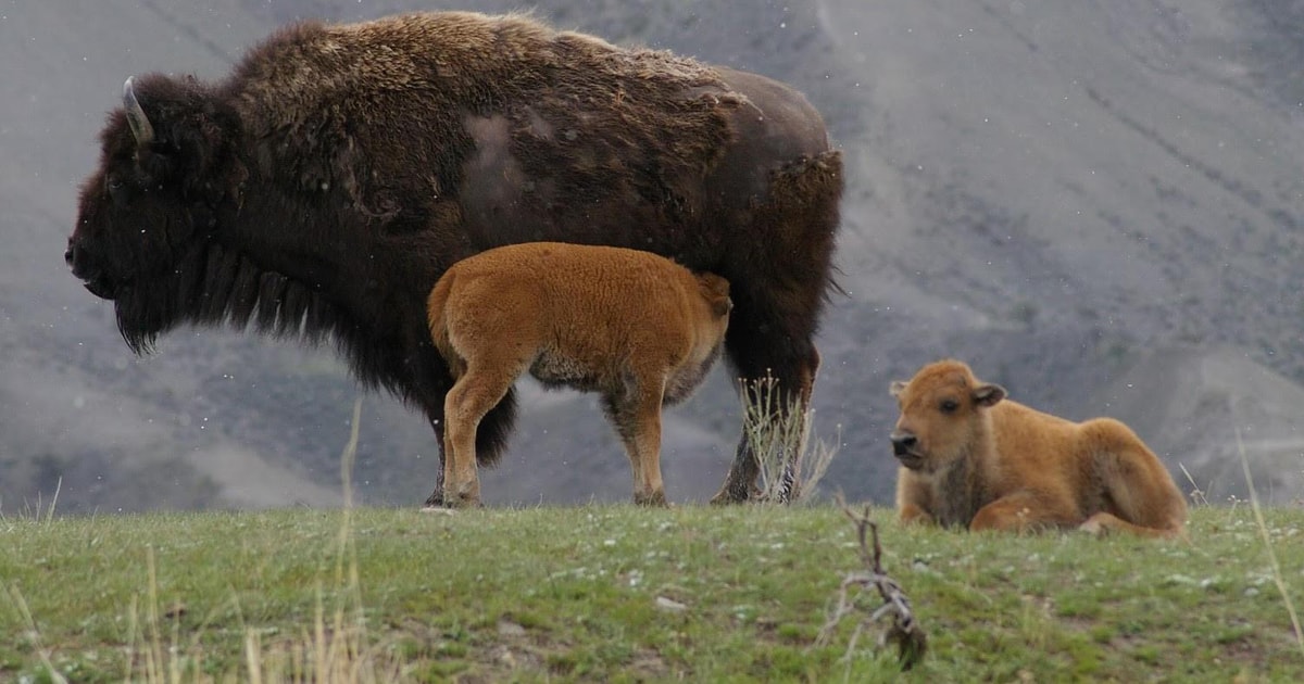 Yellowstone Upper Loop Tour from West Yellowstone with Lunch | GetYourGuide
