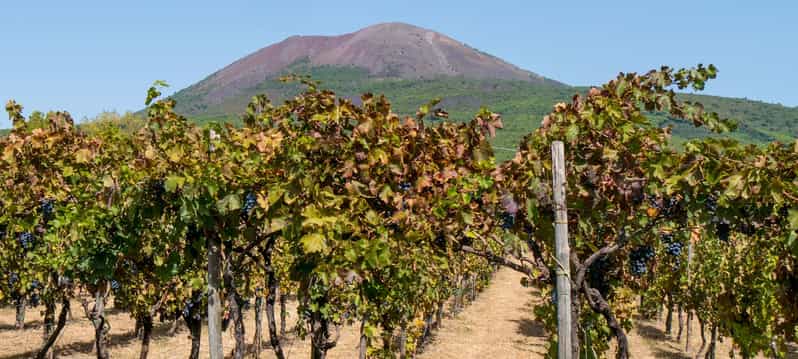 Vesuvius: Mt. Vesuvius Summit and Wine Tasting Tour | GetYourGuide