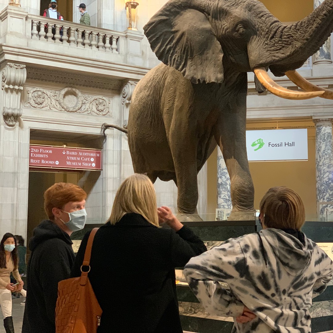 Smithsonian National Museum of Natural History Guided Tour | GetYourGuide
