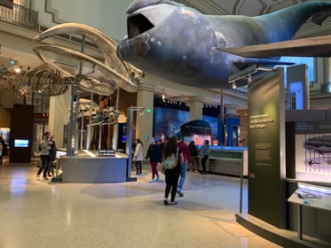 Smithsonian National Museum of Natural History Guided Tour | GetYourGuide