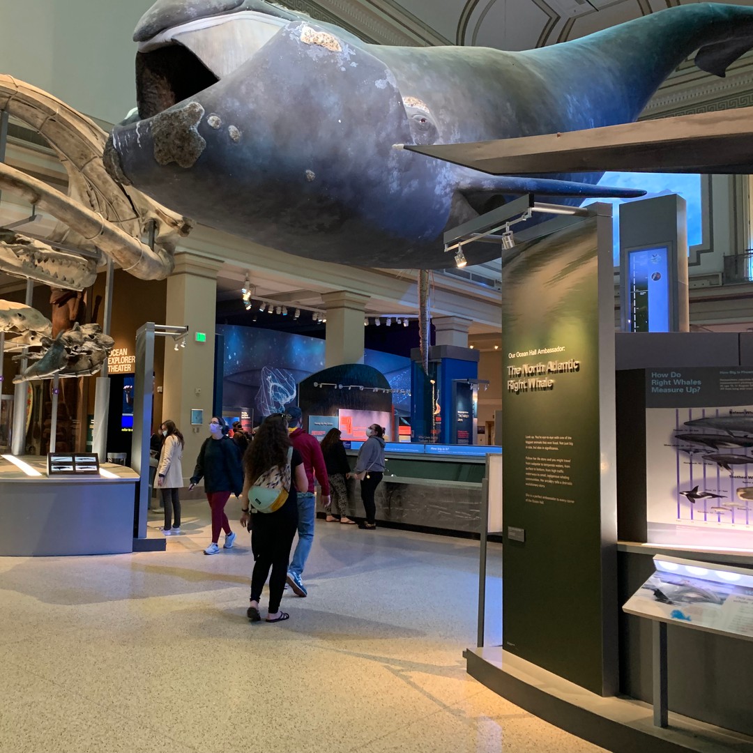 Smithsonian National Museum of Natural History Guided Tour | GetYourGuide
