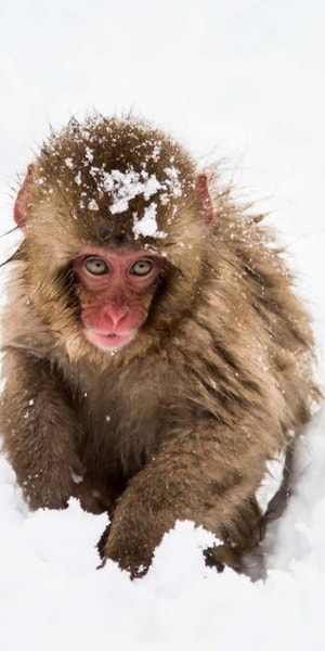 1 Day Tour: Snow Monkeys & Snow Fun in Shiga Kogen | GetYourGuide