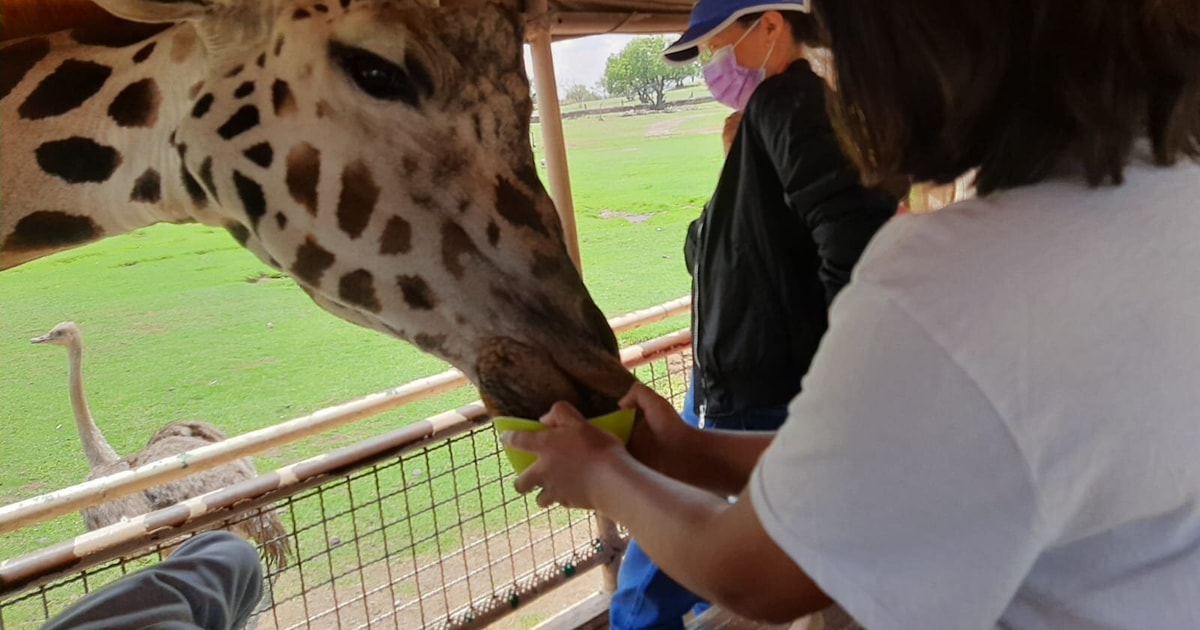 From Mexico City: Teotihuacan Tour & Reino Animal For Kids | GetYourGuide