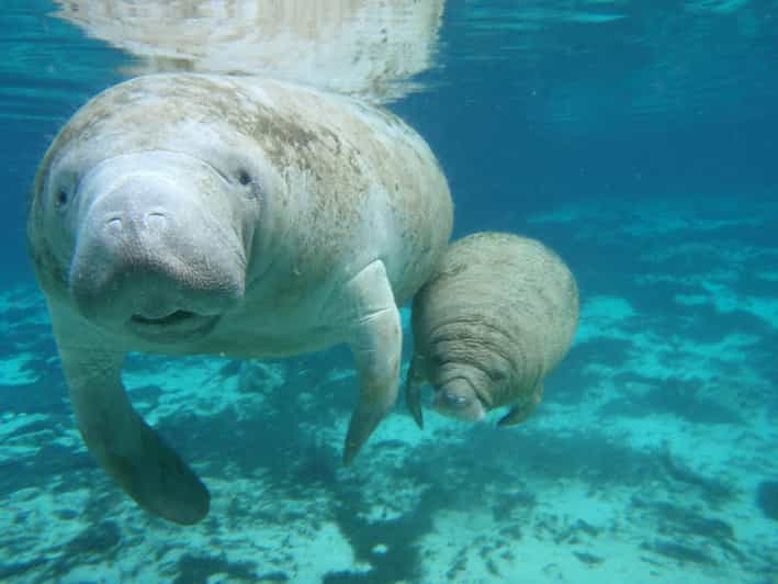 Cancún: Manatee Encounter on Isla Mujeres with Buffet Lunch | GetYourGuide