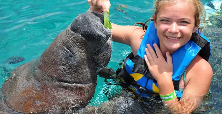 Cancún: Manatee Encounter on Isla Mujeres with Buffet Lunch | GetYourGuide