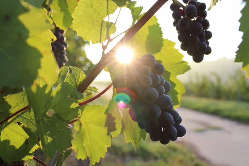 Naples: Mount Vesuvius Vineyard Tour w/ Lunch & Wine Tasting | GetYourGuide