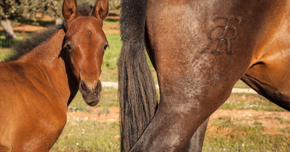 Ronda: Reservatauro Ronda Tour Ticket | GetYourGuide