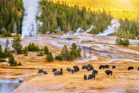 Yellowstone National Park, Wyoming - Book Tickets & Tours | GetYourGui