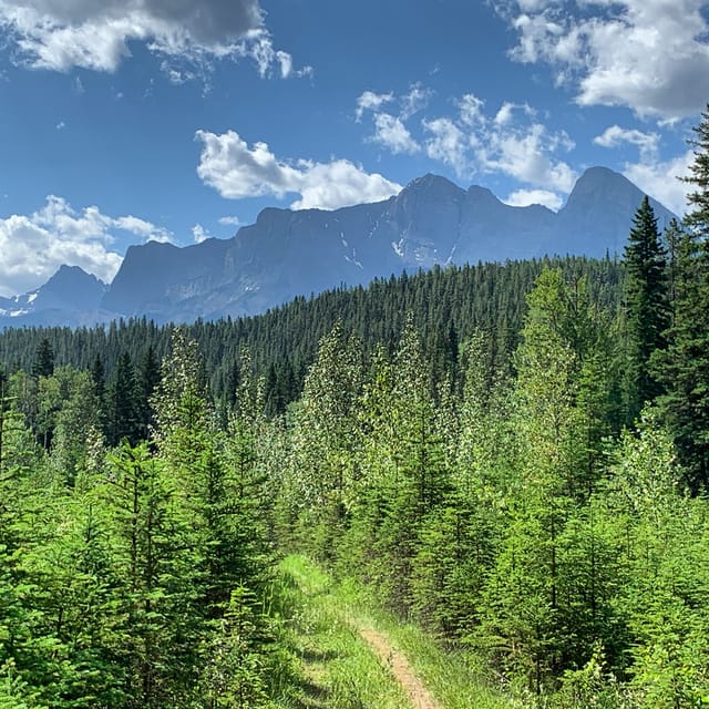 Banff - Wildlife Safari Drive and Nature Walk | GetYourGuide