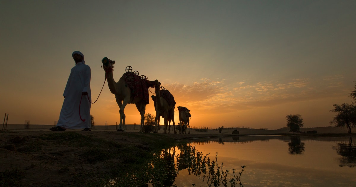 Dubai: Kameltur om aftenen og middag i Al Marmoom Oasis | GetYourGuide