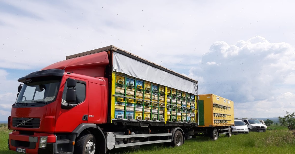 Bees in Romania - Private Beekeeping Lesson and Local Lunch | GetYourGuide