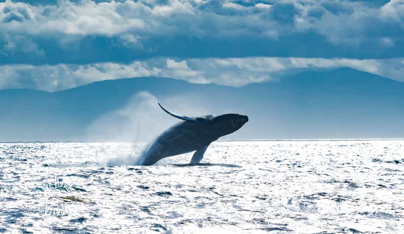 From Victoria: Whale Watching 3-Hour Trip on Covered Boat | GetYourGuide