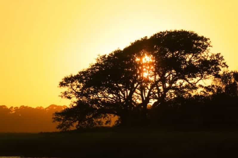 Folly Beach: Folly River Kayak Tour with Dolphin Watching | GetYourGuide