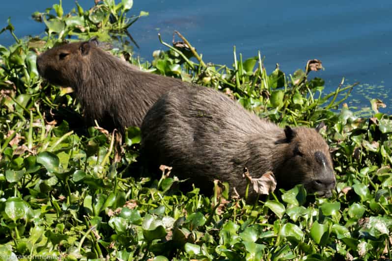 Rio de Janeiro Nature Secrets 'The Eco Citytour' | GetYourGuide