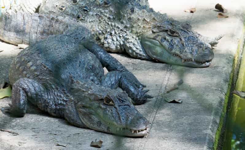 Rio de Janeiro Nature Secrets 'The Eco Citytour' | GetYourGuide