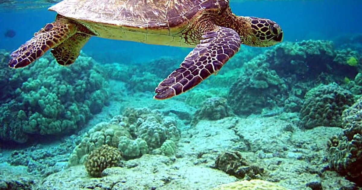Excursión en grupo de medio día a la Isla Rosa de los Cerdos Nadadores ...