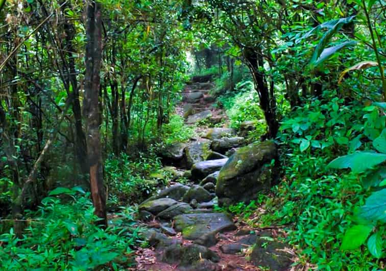 Treeking to Knuckles & adventure camping in Meemure | GetYourGuide