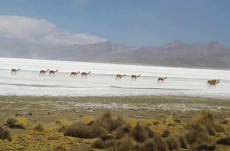 From Arequipa: Salinas Lagoon Full-Day Trip with Hot Springs | GetYourGuide