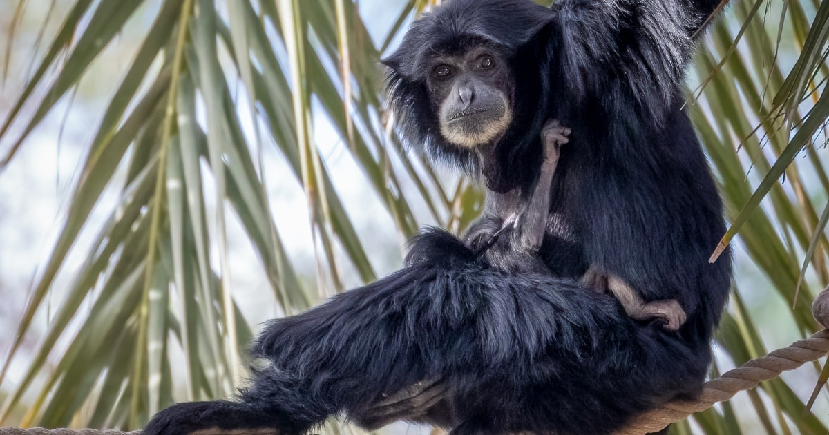 Phoenix Zoo: One Day General Admission Ticket | GetYourGuide