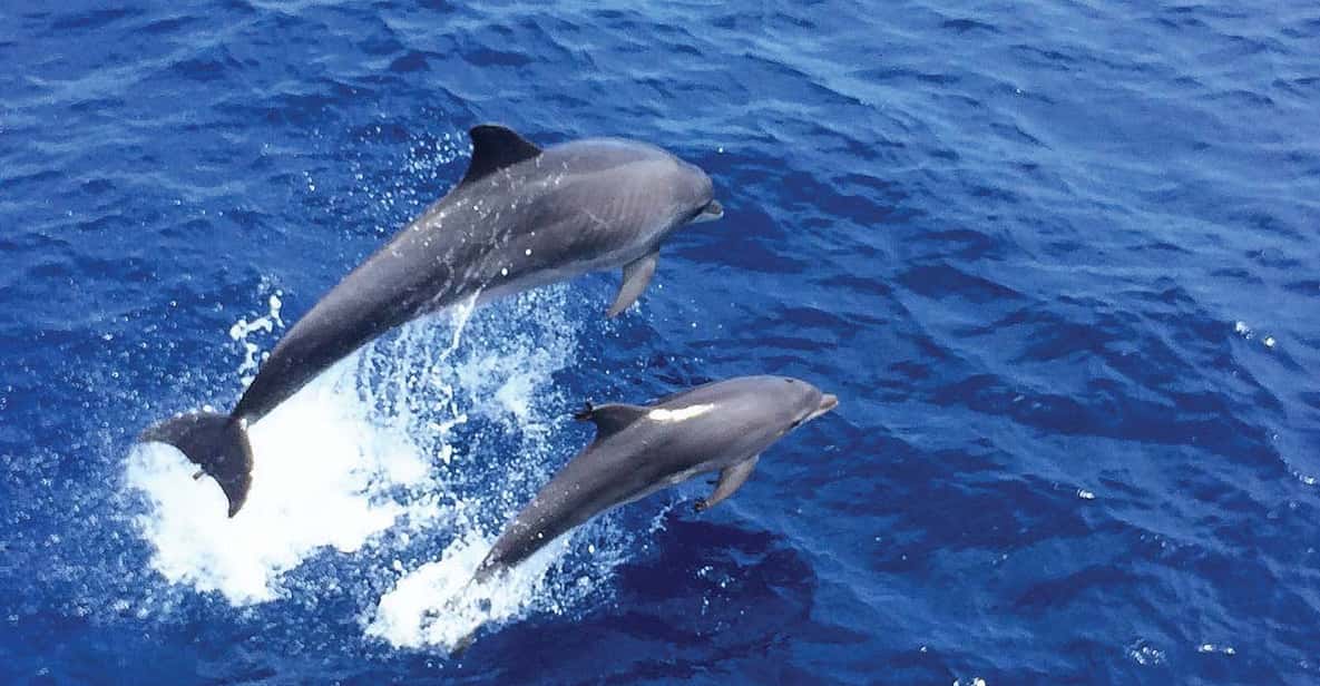 Mallorca: 3-Hour Morning Dolphin Watching Cruise | GetYourGuide