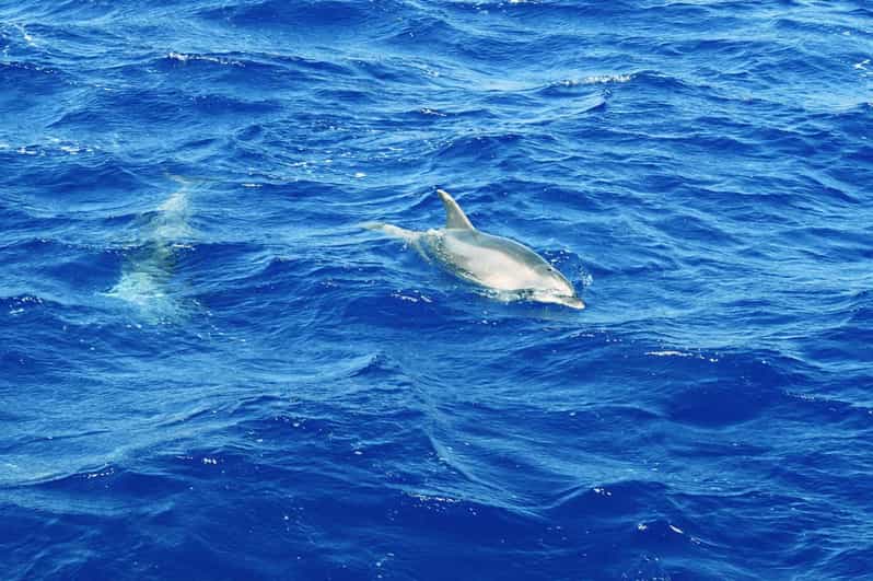 Mallorca: 3-Hour Morning Dolphin Watching Cruise | GetYourGuide