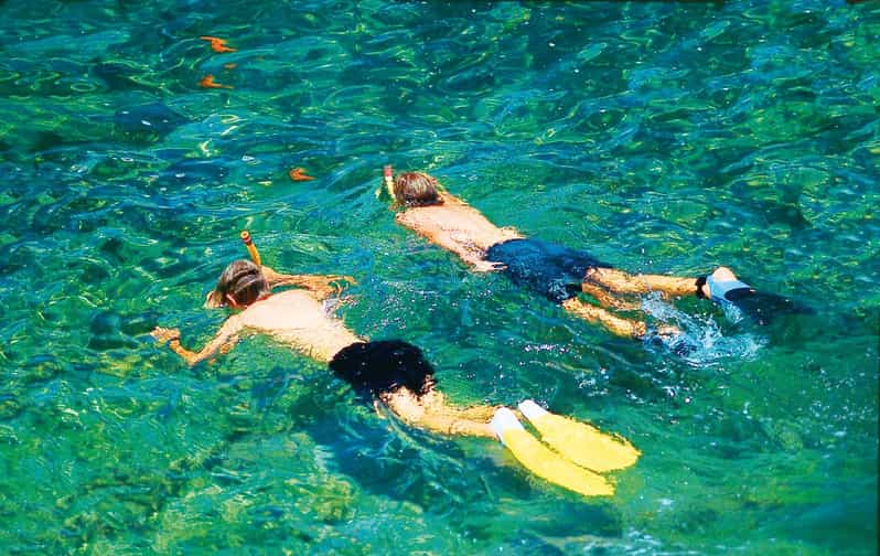 Mallorca: 3-Hour Morning Dolphin Watching Cruise | GetYourGuide