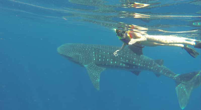 Cancun: Whale Shark Snorkeling Experience | GetYourGuide