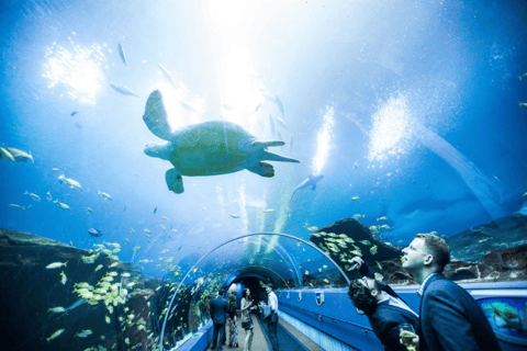 Georgia Aquarium, Atlanta, Atlanta - Book Tickets & Tours | GetYourGuide
